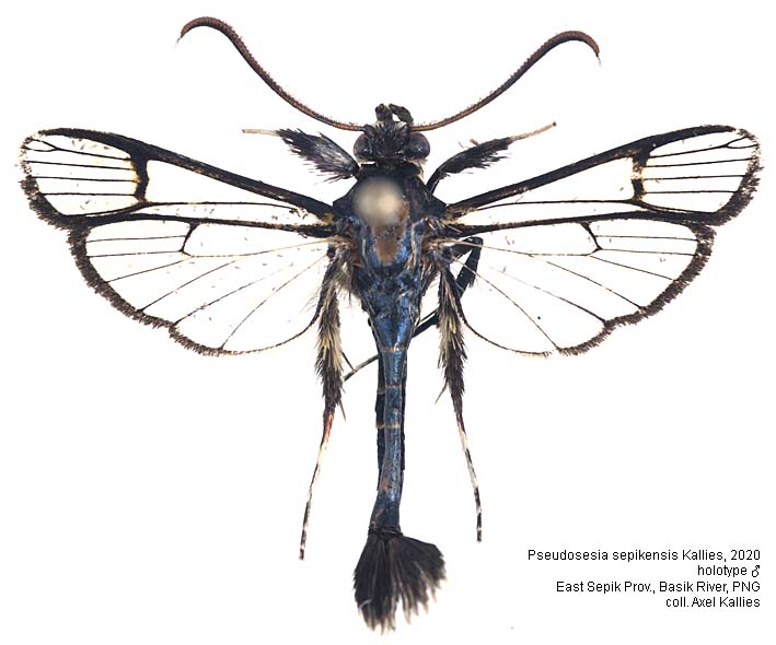 Papua Insects Foundation (Lepidoptera/Sesiidae)